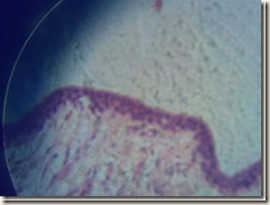 Histology Slides Database: Stratified columnar epithelium under microscope